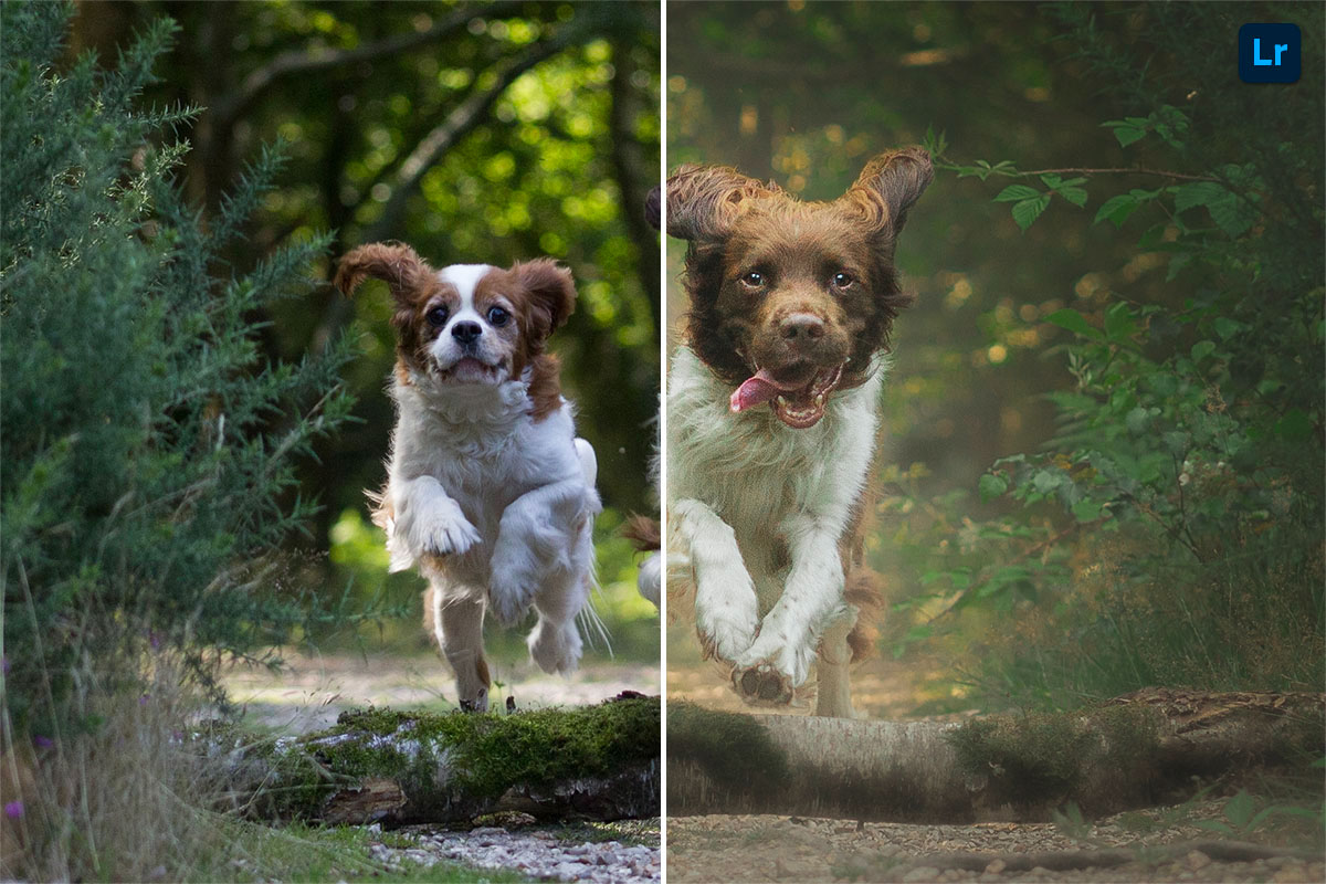 Two dogs jumping | Edit | Photoshop Lightroom