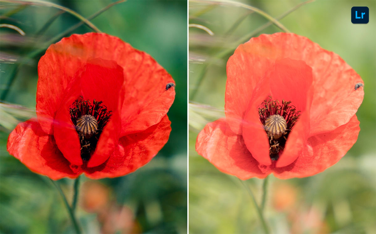 Poppy and his visitor | Edit | Photoshop Lightroom