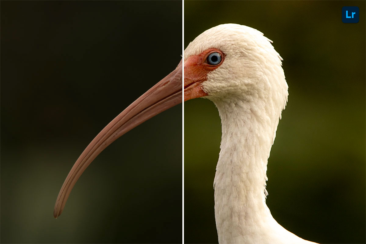 Ibis | Edit | Photoshop Lightroom