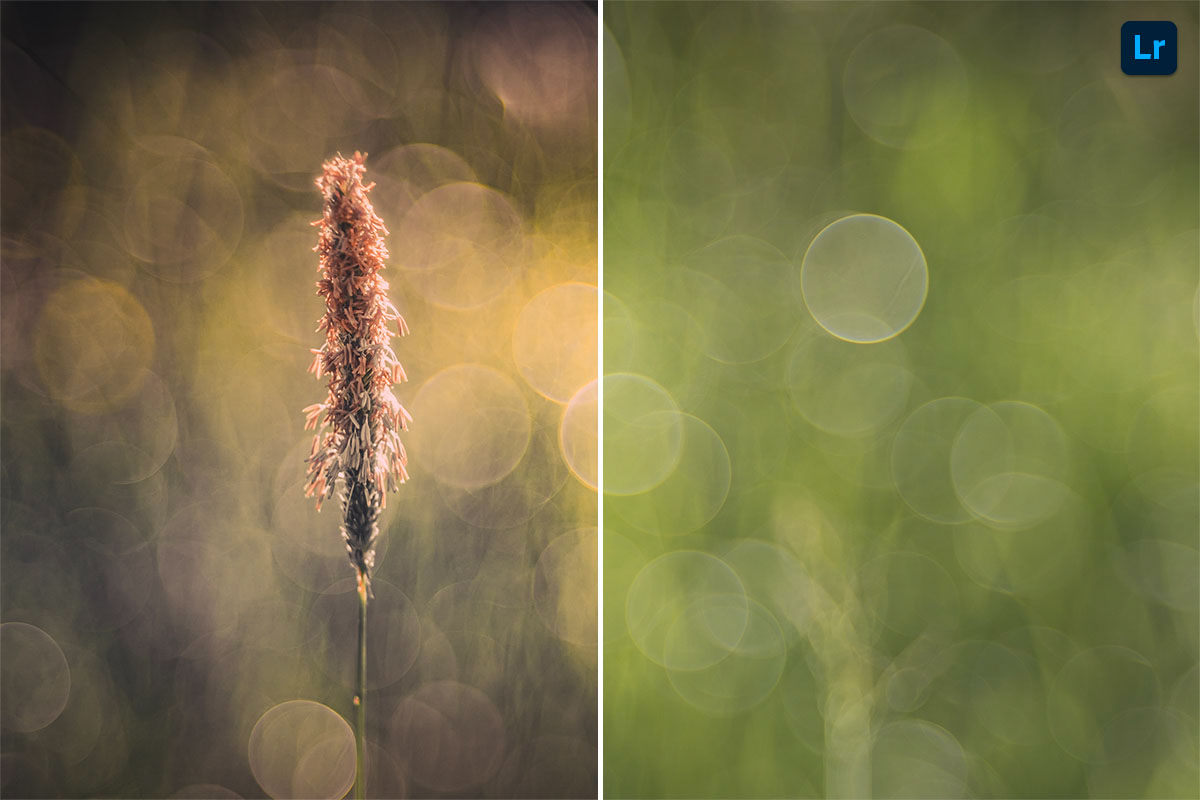 In the meadow | Edit | Photoshop Lightroom
