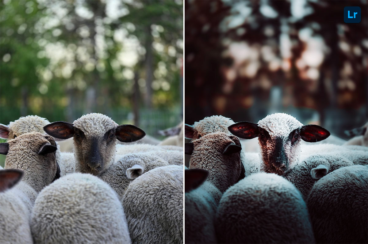Sheep | Remix | Photoshop Lightroom