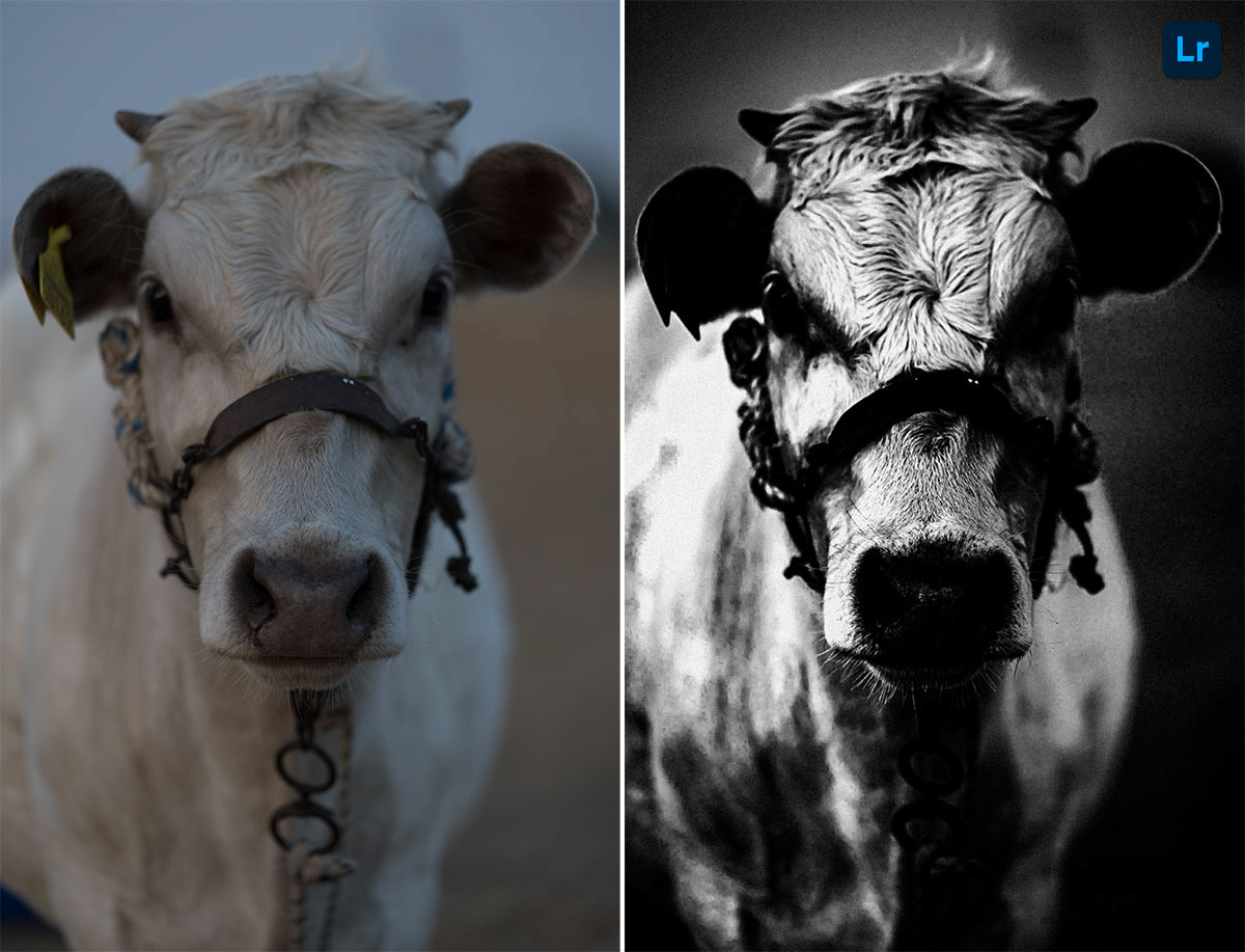 Cow | Remix | Photoshop Lightroom