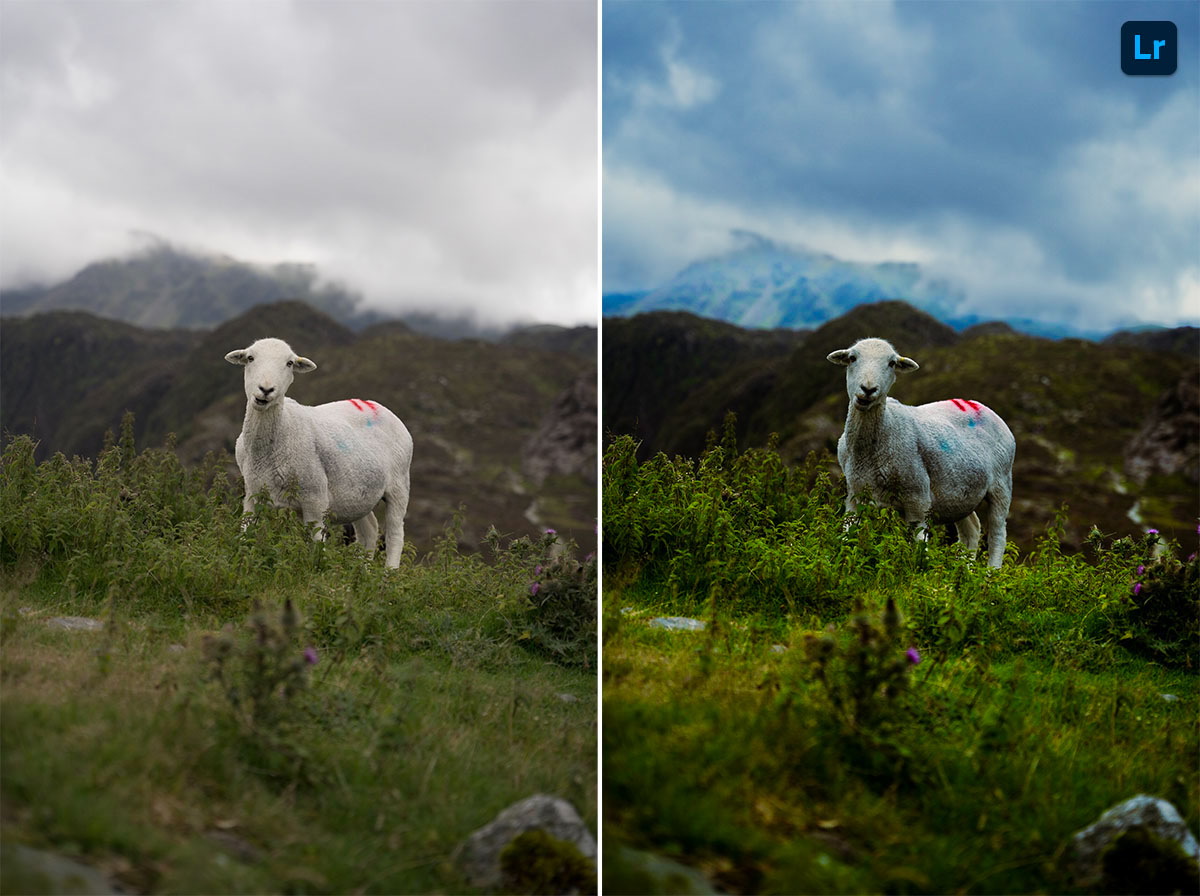 Moody sheep | Remix | Photoshop Lightroom