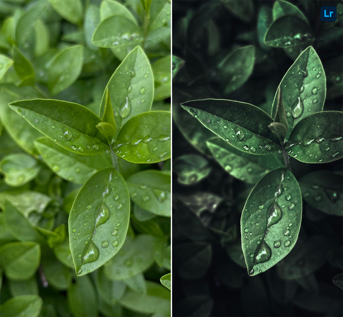 Green | Edit | Photoshop Lightroom