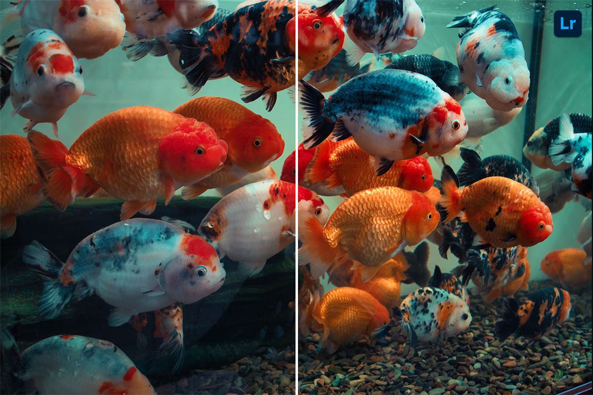 fish | Edit | Photoshop Lightroom