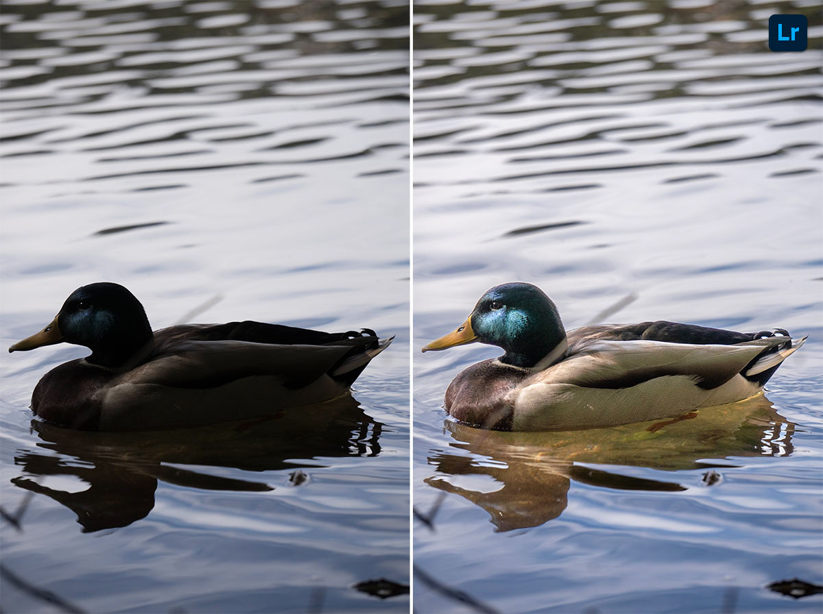 1 Duck | Edit | Photoshop Lightroom