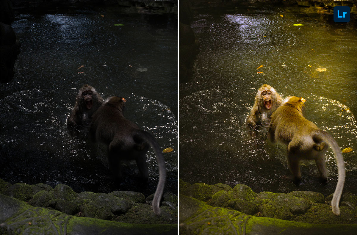 Monkey monkeying around | Edit | Photoshop Lightroom