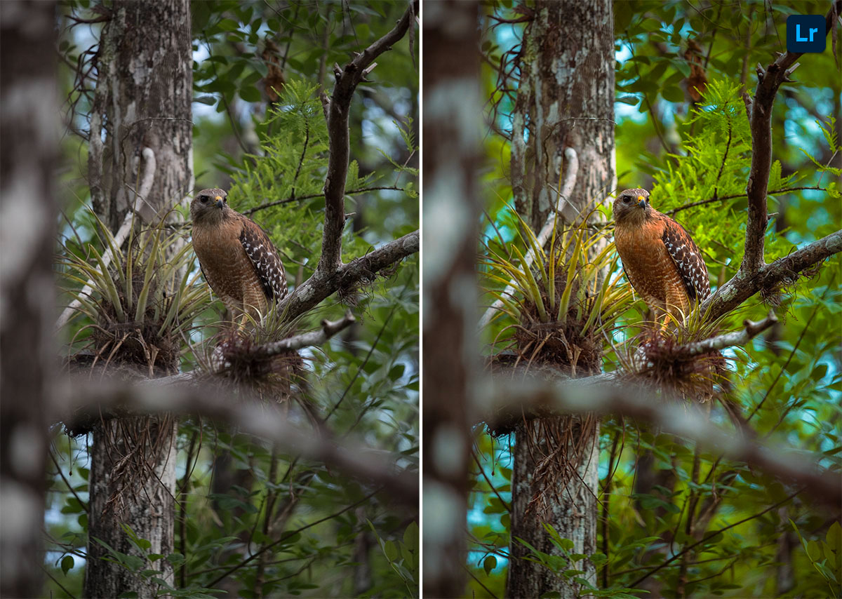 Red-shouldered Hawk | Edit | Photoshop Lightroom