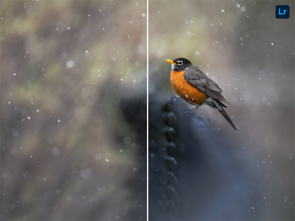 Robin in April snow shower | Edit | Photoshop Lightroom