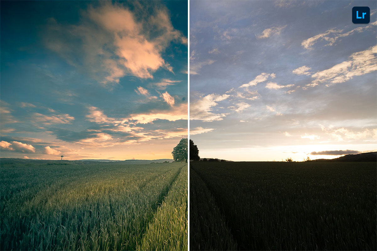 Golden hour at the field | Edit | Photoshop Lightroom