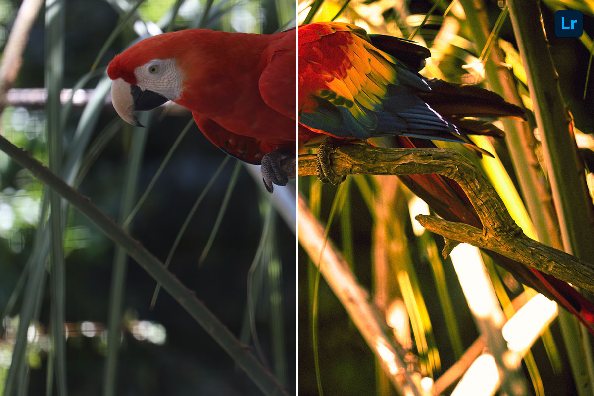 Bird | Remix | Photoshop Lightroom