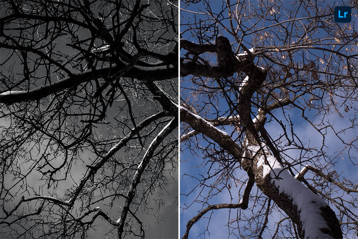 Branches | Edit | Photoshop Lightroom