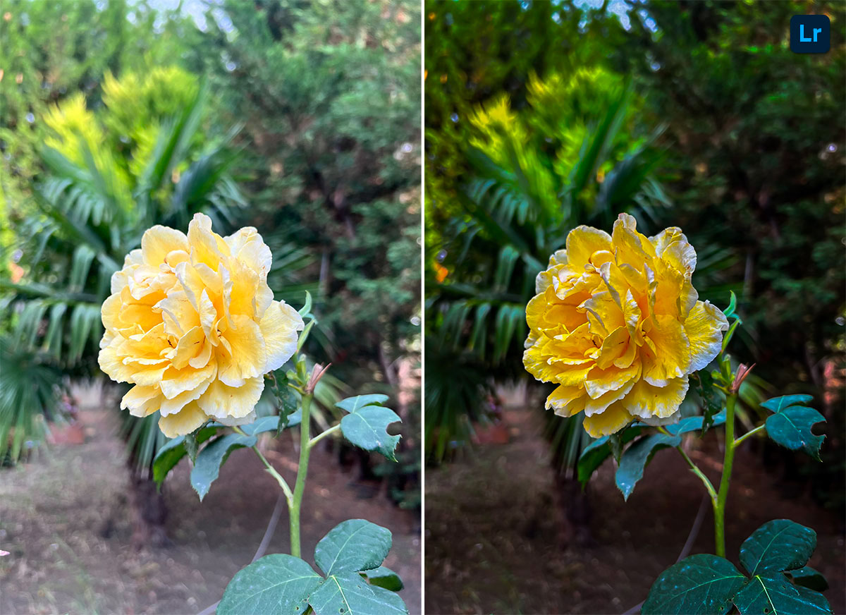 Yellow rose | Edit | Photoshop Lightroom