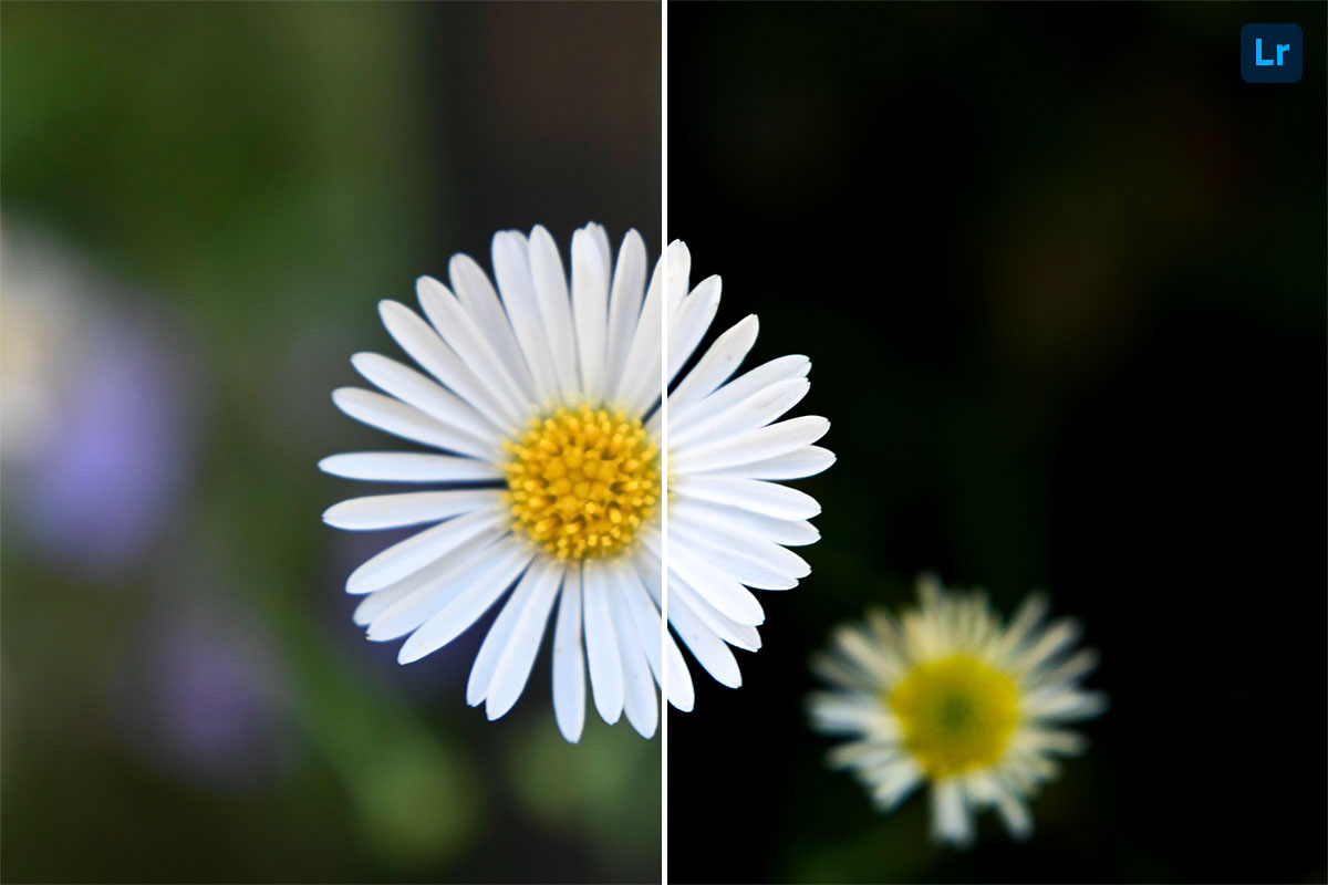 Little daisy | Edit | Photoshop Lightroom