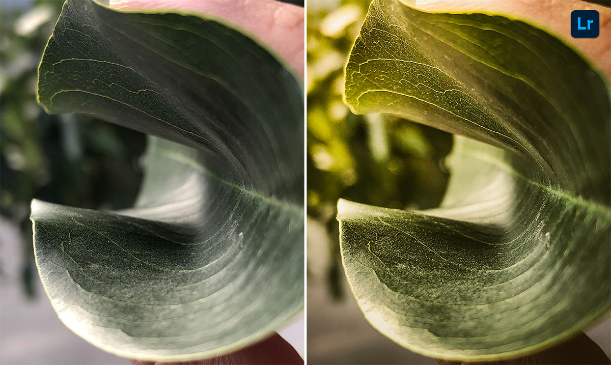 Leaf 🍃 | Edit | Photoshop Lightroom