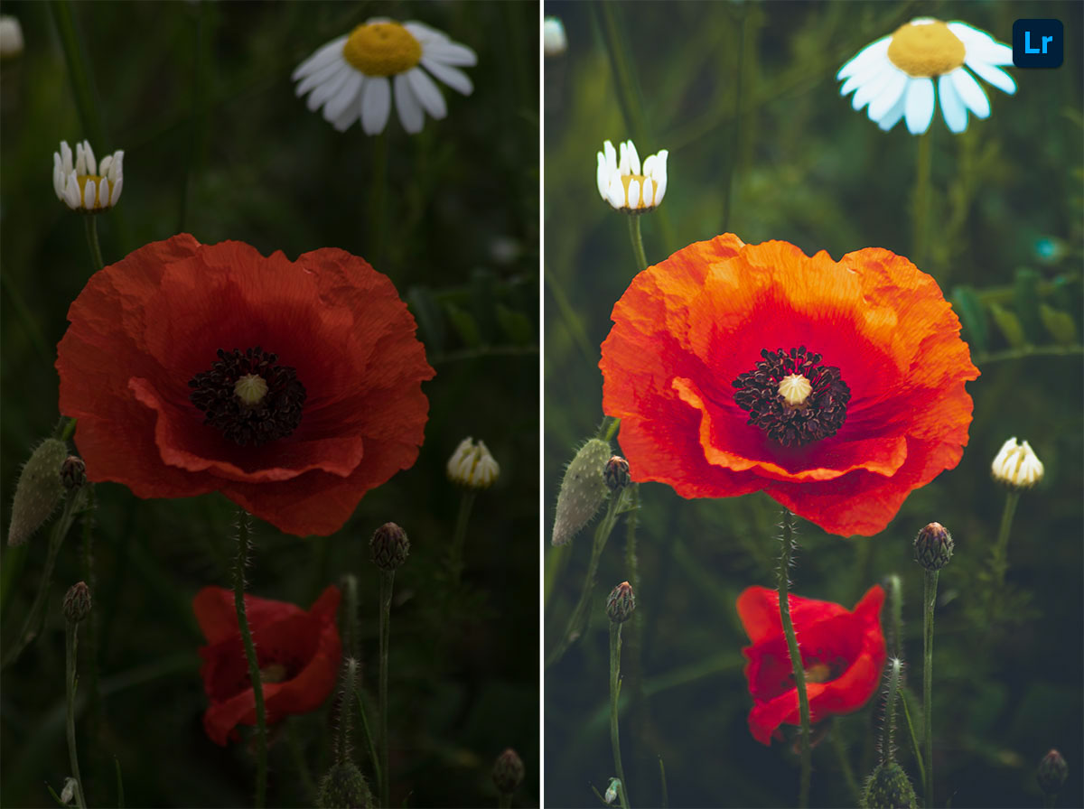 Poppy | Edit | Photoshop Lightroom