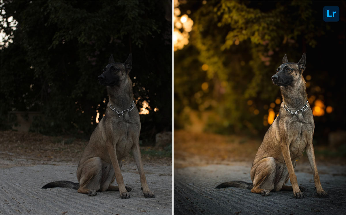 Dog | Edit | Photoshop Lightroom