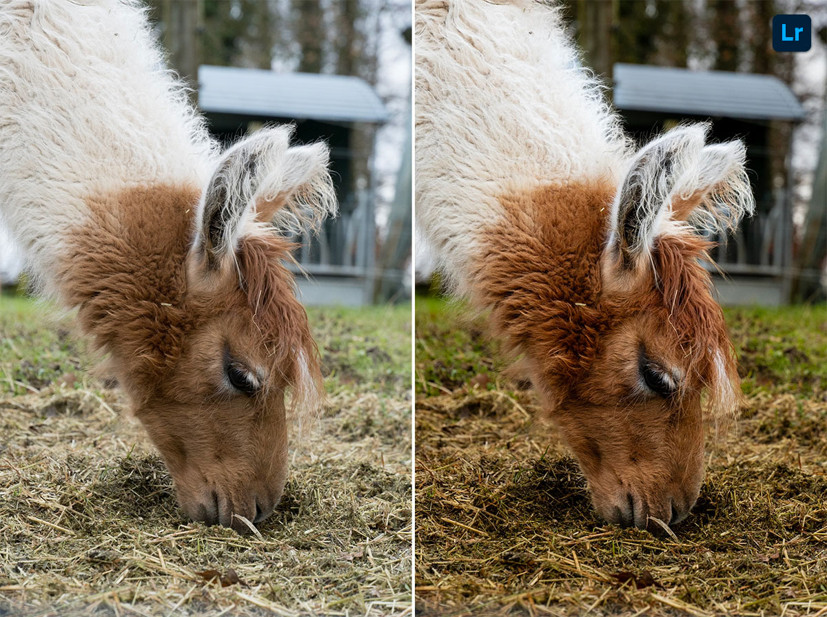 Alpaca | Edit | Photoshop Lightroom