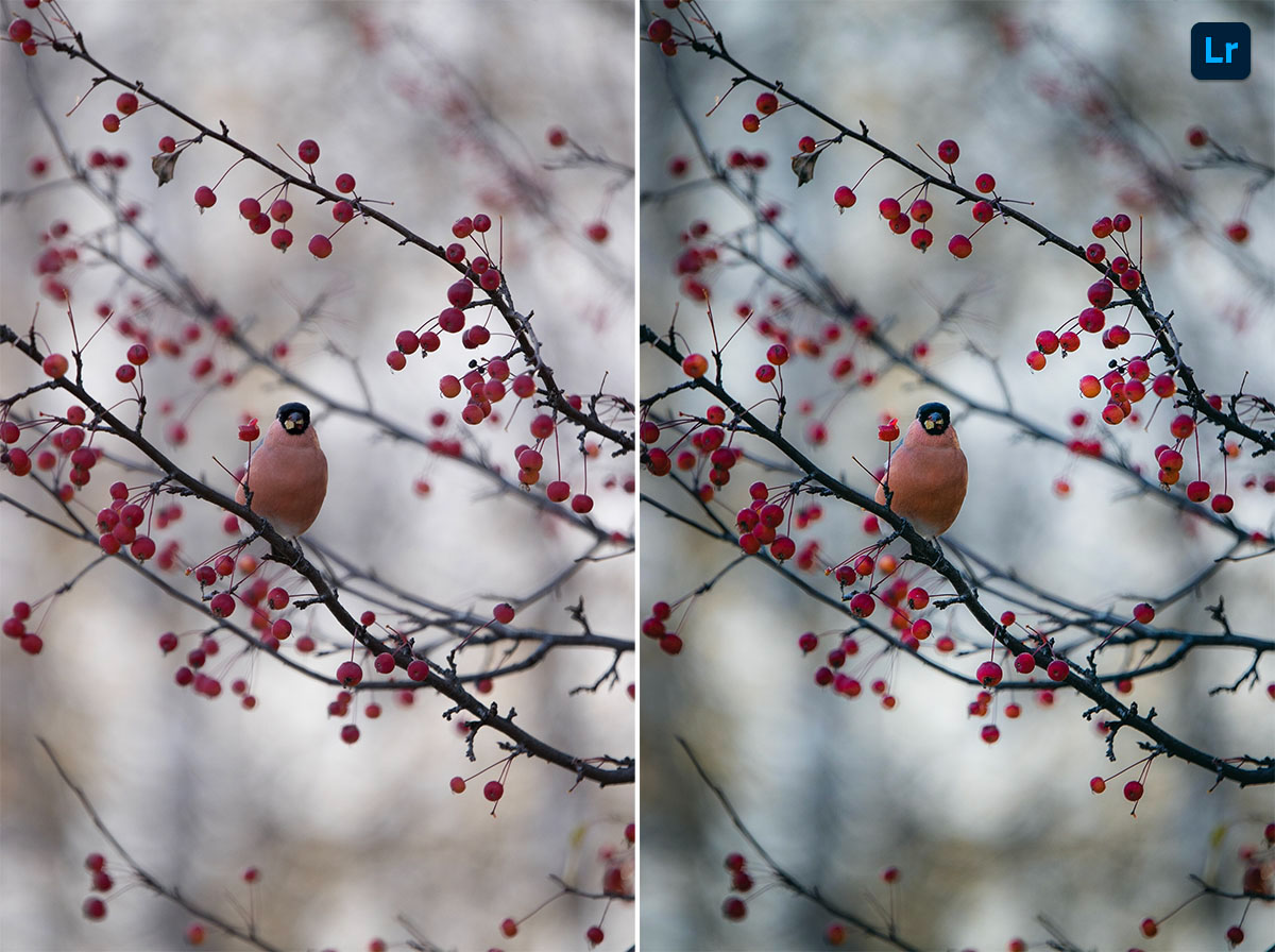 Bird | Remix | Photoshop Lightroom