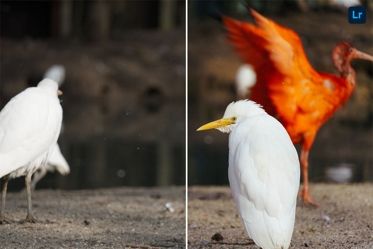 Birds birds birds | Edit | Photoshop Lightroom