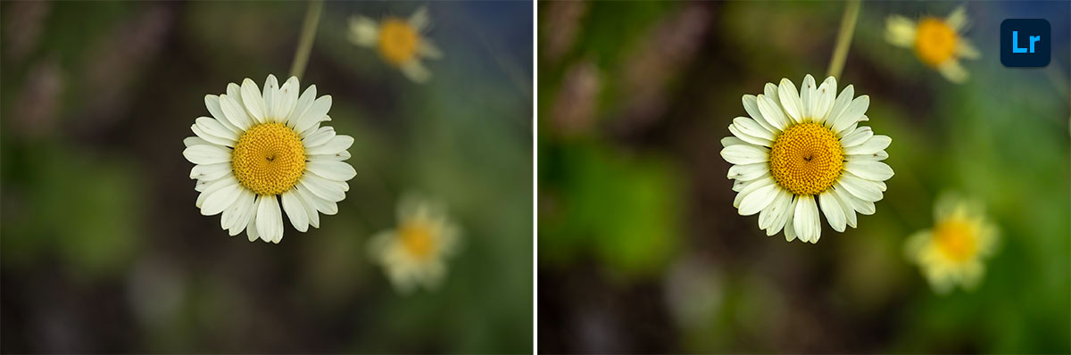 Daisy love | Remix | Photoshop Lightroom