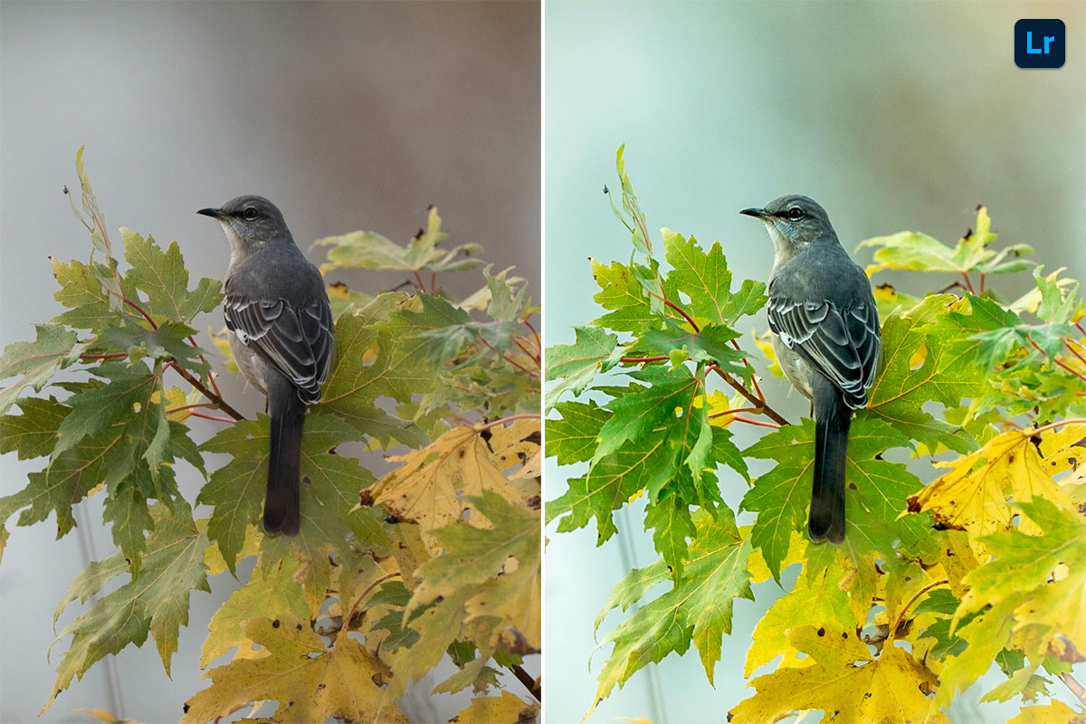 bird | Remix | Photoshop Lightroom