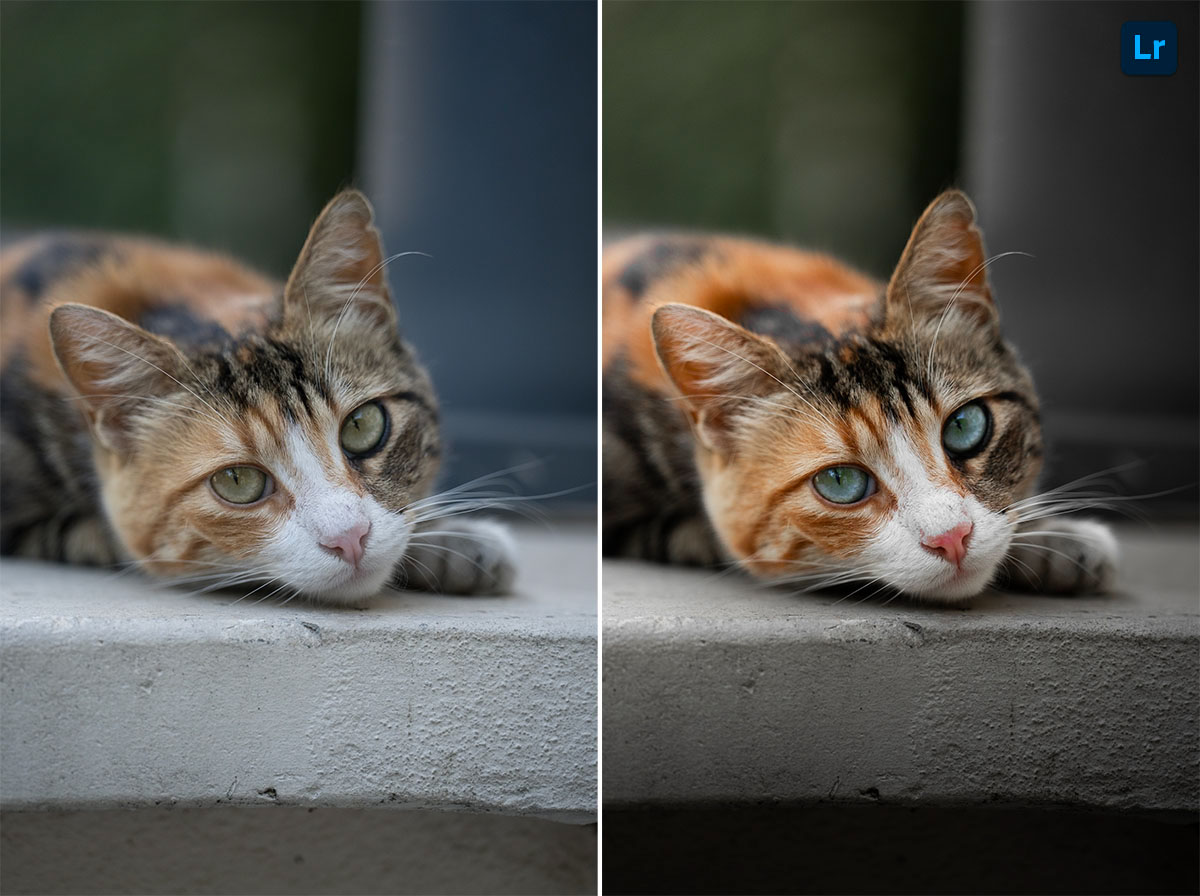 3 colored kitty | Remix | Photoshop Lightroom