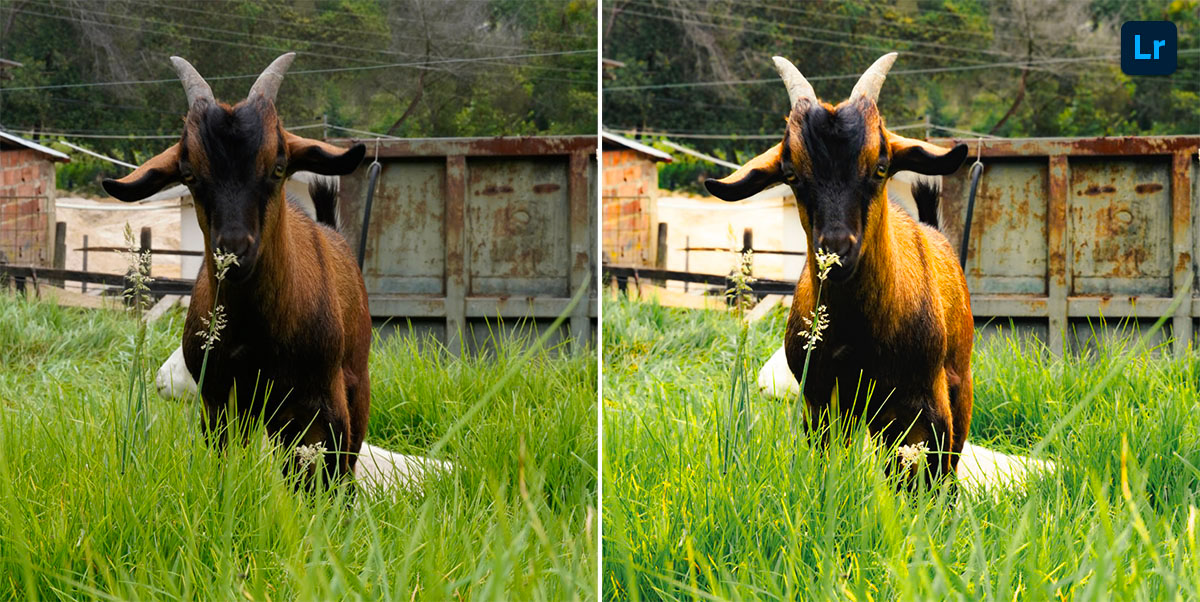 Goat | Edit | Photoshop Lightroom