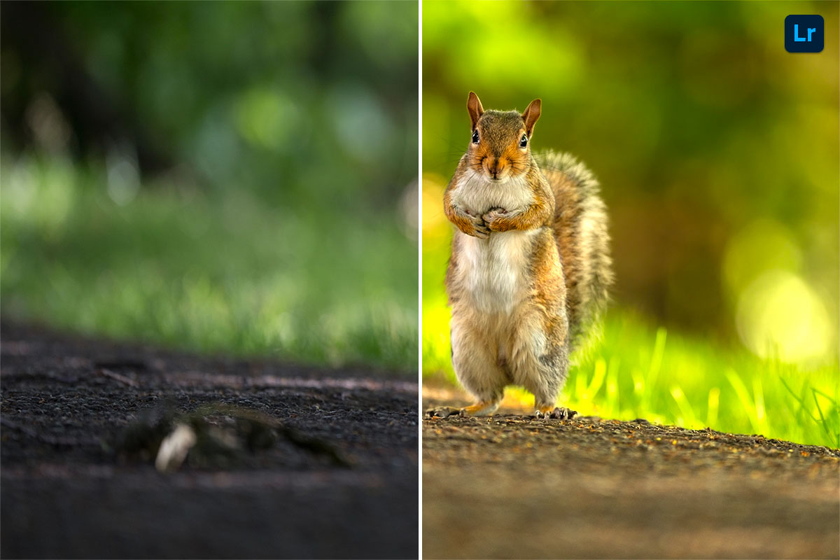 Curious Squirrel in the Sunlight | Edit | Photoshop Lightroom