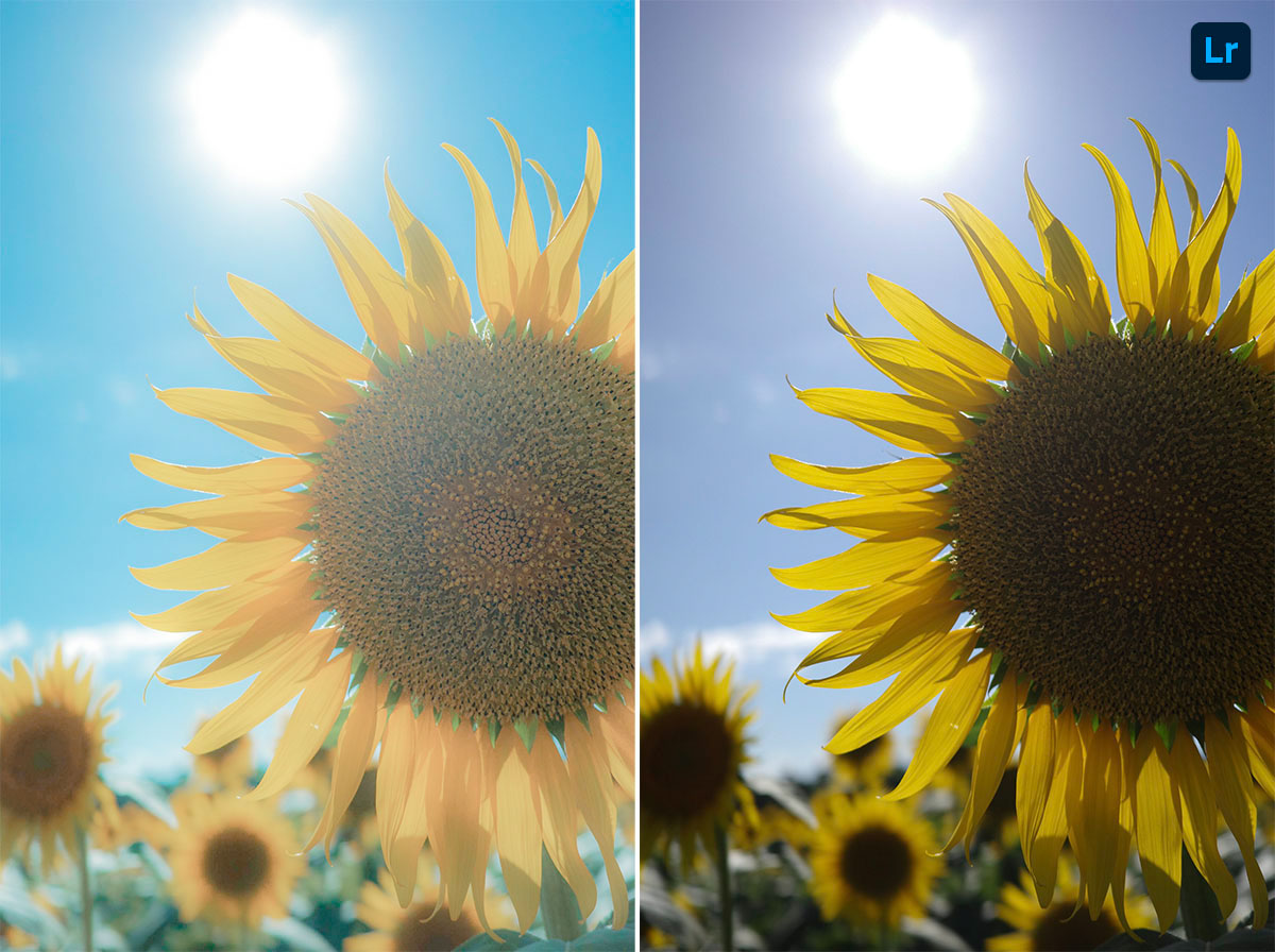 Sunflower | Edit | Photoshop Lightroom