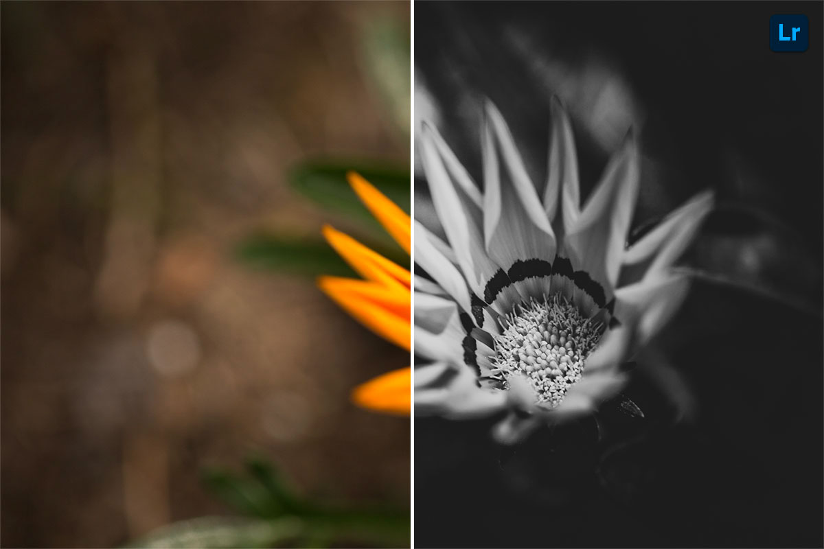 Beam of light on blooming flower | Edit | Photoshop Lightroom