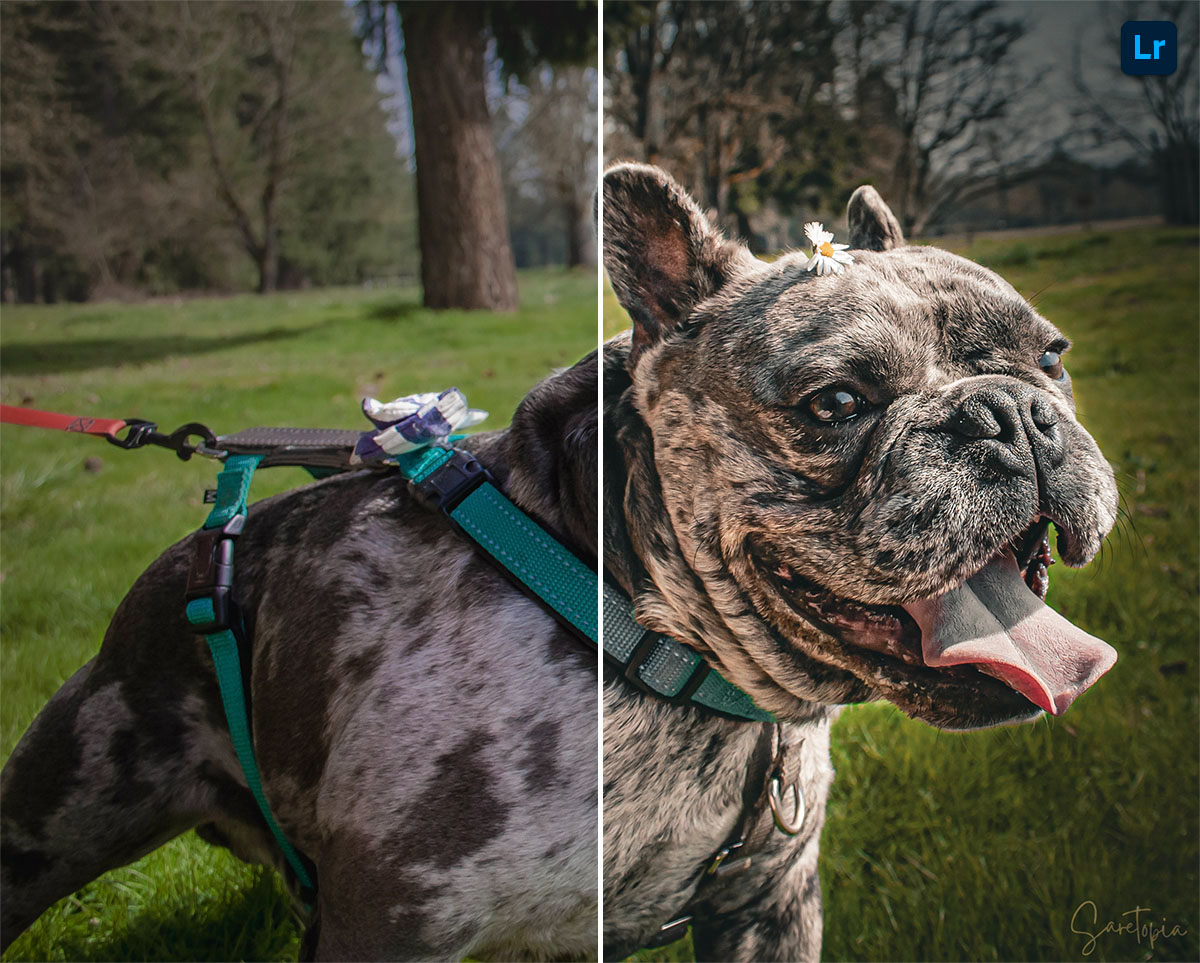 Spring Monty | Edit | Photoshop Lightroom