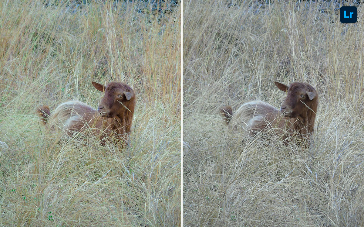 Goat | Edit | Photoshop Lightroom