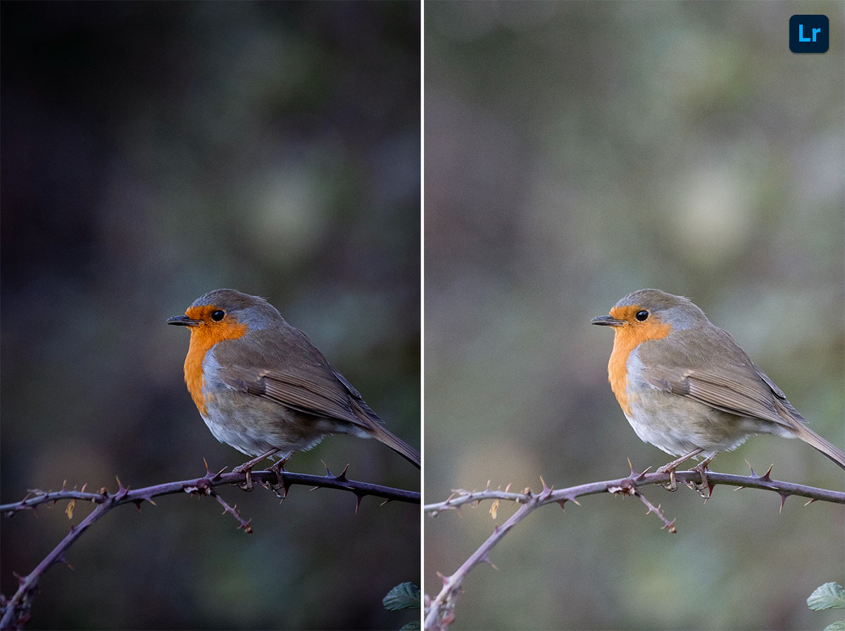 Tweet tweet | Edit | Photoshop Lightroom