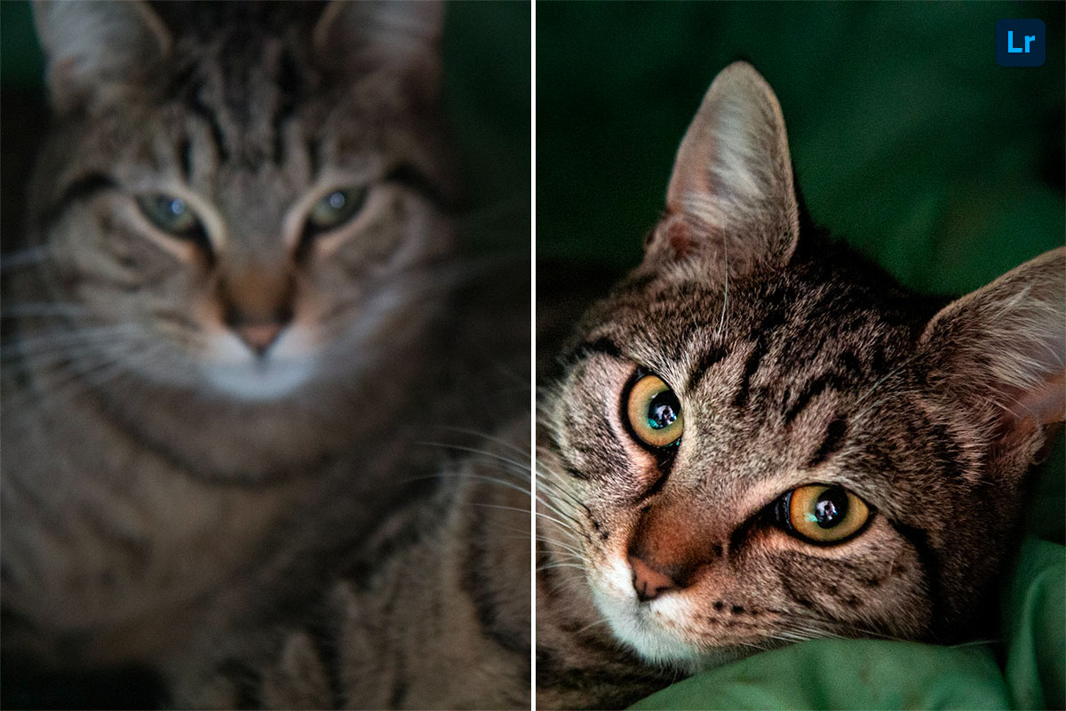 Cats | Edit | Photoshop Lightroom