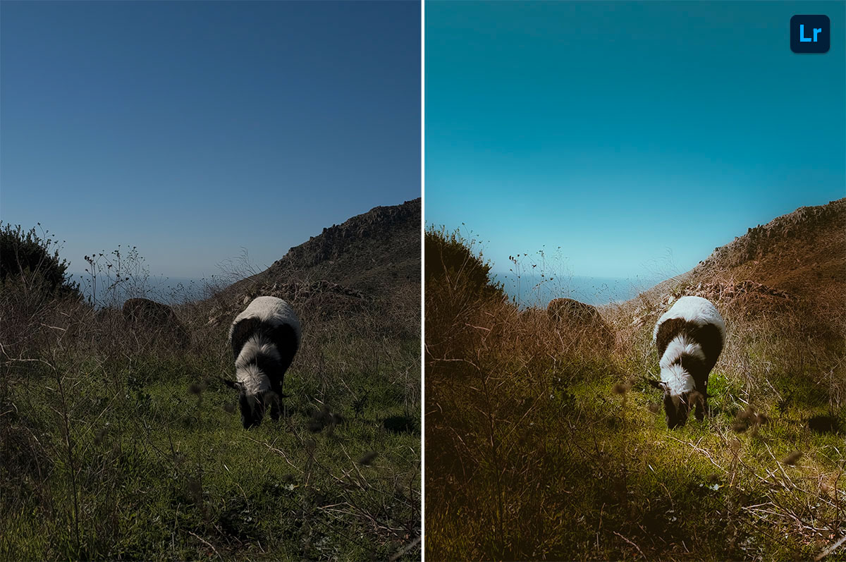 The goat | Edit | Photoshop Lightroom
