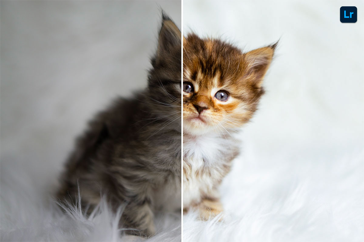 Kitten | Edit | Photoshop Lightroom
