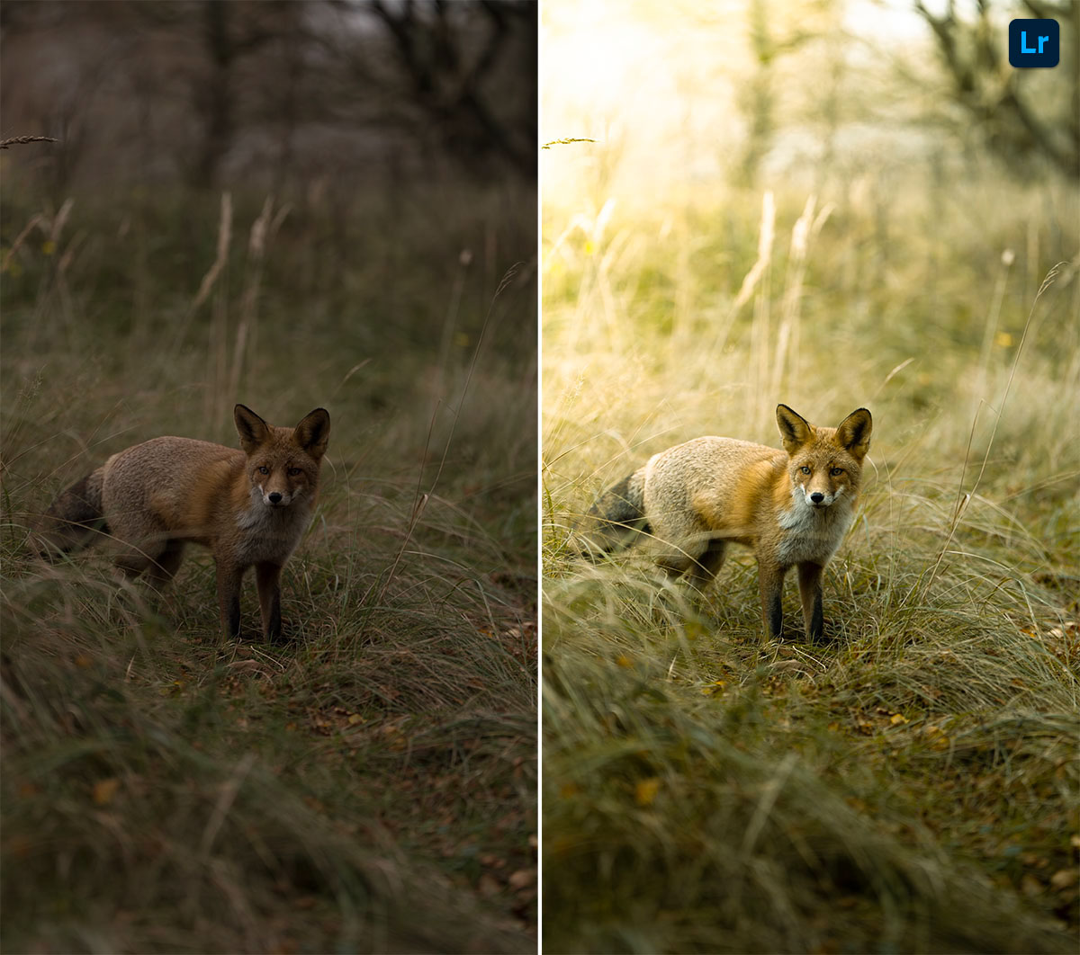Little cute orange fox | Remix | Photoshop Lightroom