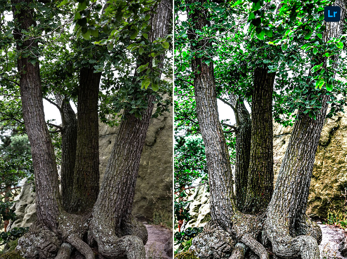 Magic Tree | Edit | Photoshop Lightroom