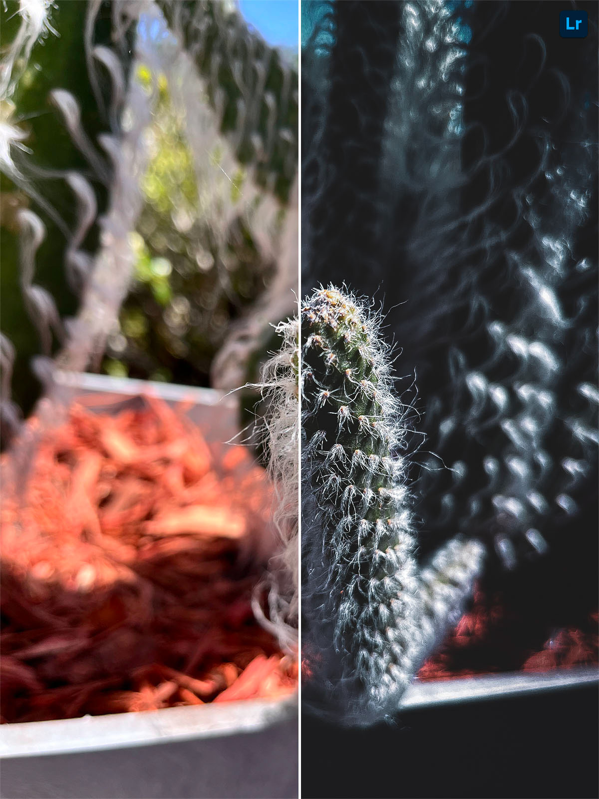 Cactus | Edit | Photoshop Lightroom