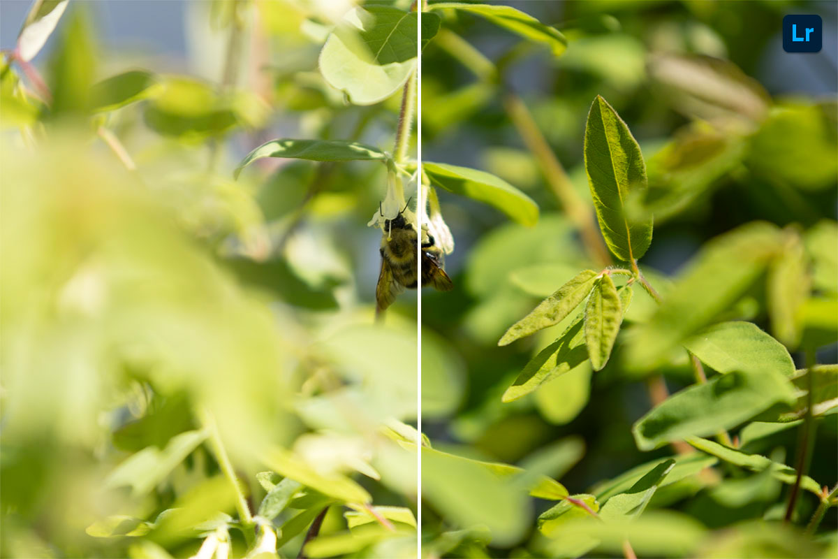 Abeille- Fleur de camerise | Remix | Photoshop Lightroom