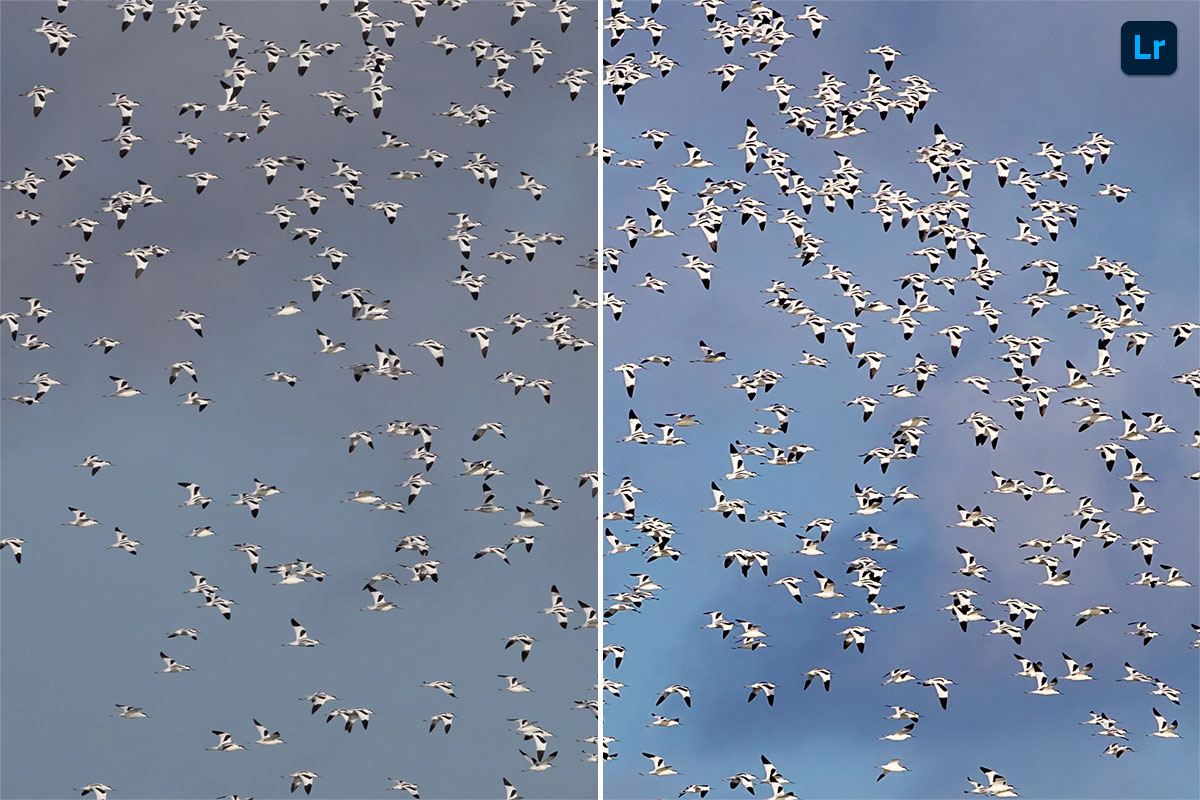 Winter Flock - Avocet | Edit | Photoshop Lightroom