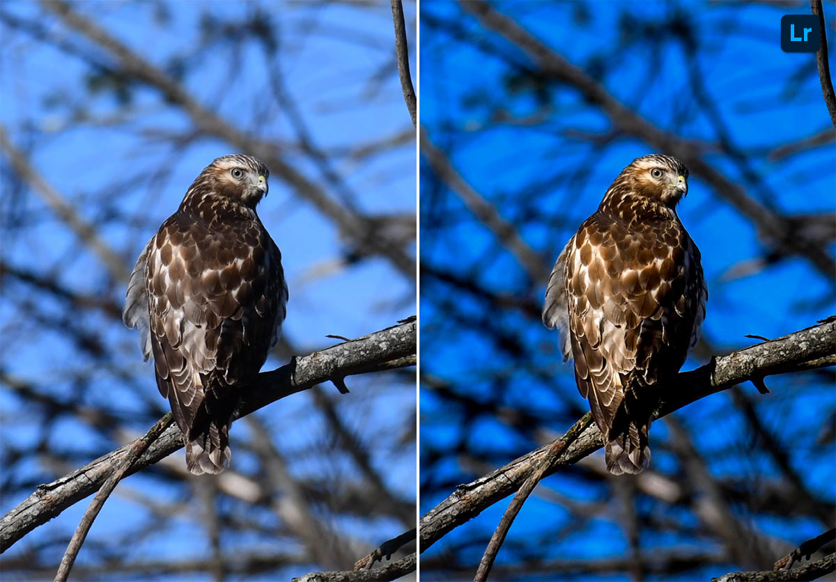 Broad Winged Hawk | Edit | Photoshop Lightroom
