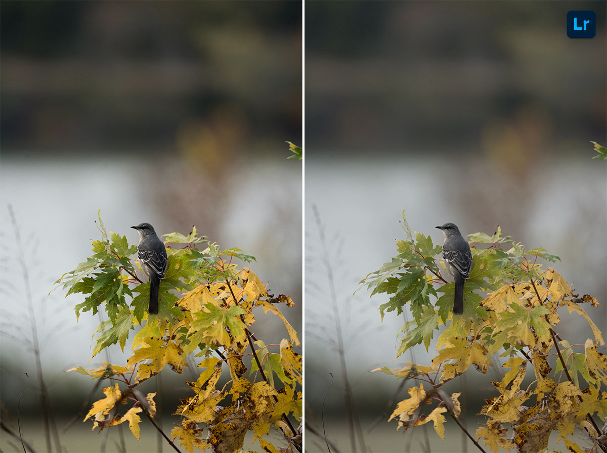 bird | Remix | Photoshop Lightroom