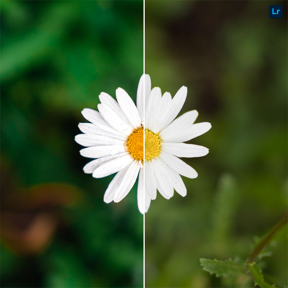 Daisy in rain | Edit | Photoshop Lightroom