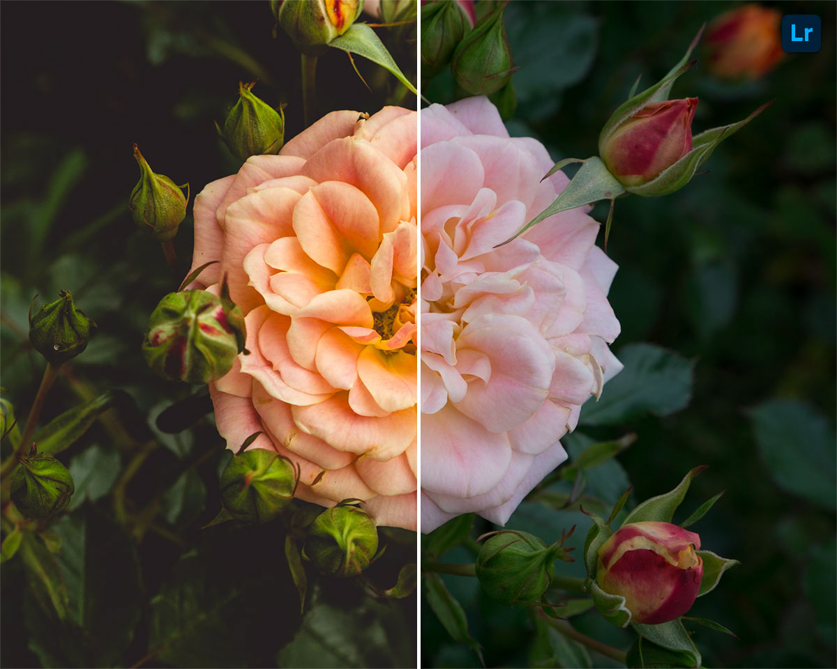 The natural beauty of roses | Edit | Photoshop Lightroom