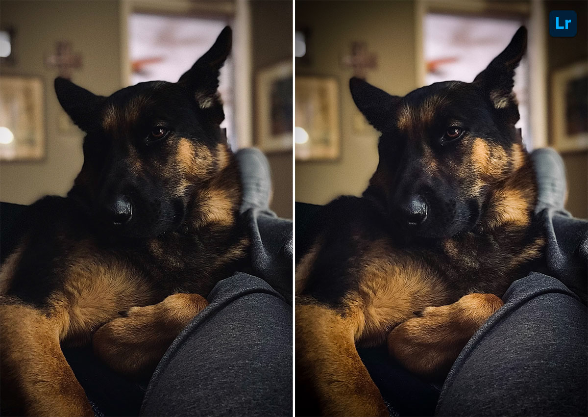 Best Friend | Edit | Photoshop Lightroom