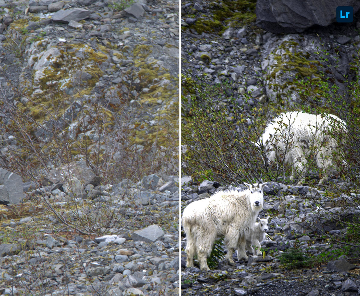 Mountain Goat - Alaska | Edit | Photoshop Lightroom
