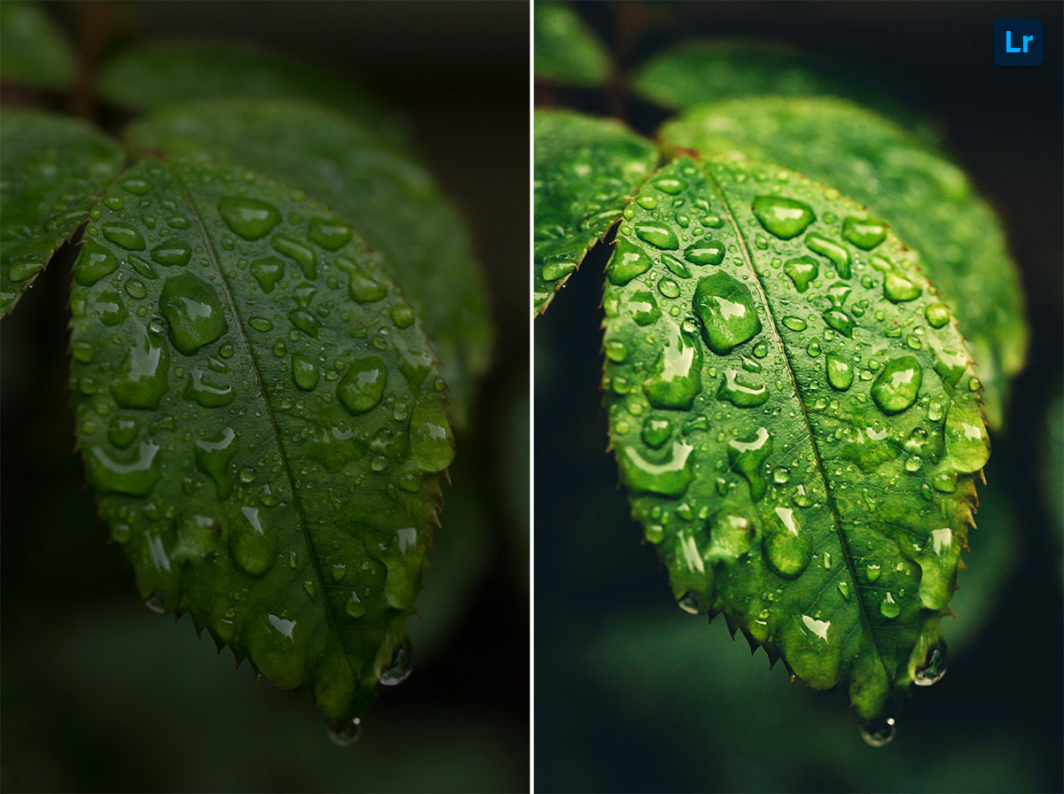 Leaf with water droplets | Edit | Photoshop Lightroom