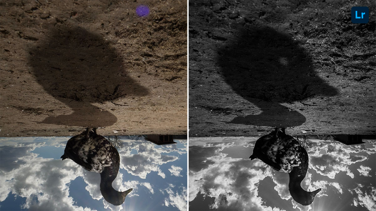 shadow duck | Edit | Photoshop Lightroom